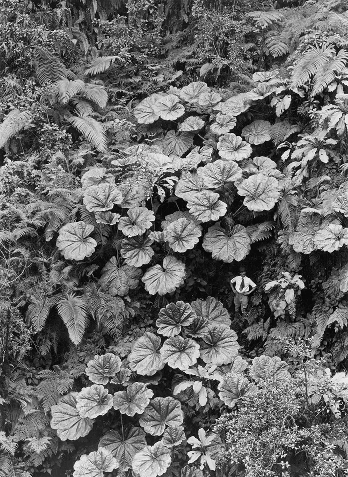 24. Manden virker lille i sammenligning med blade af gigantiske planter på øen Maui. Hawaii, 1924 National Geographic, History, Nature, Photography