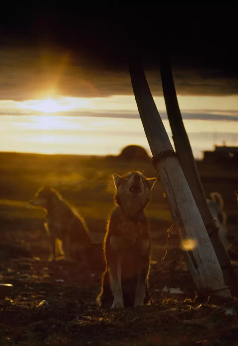 36. Hund, bundet til kanten af ​​Kina, Howls på midnatssolen på Alaska, 1969 National Geographic, History, Nature, Foto