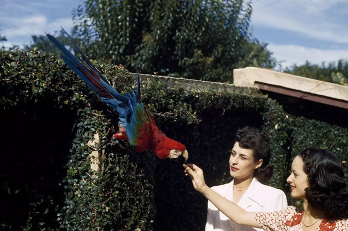 70. Nenas alimentando un arru verde-dólar no xardín da cidade. Brasil, 1944 National Geographic, History, Natural, Fotografía