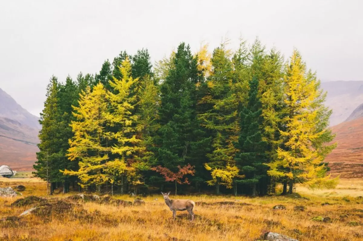 Daniel Casson-en (Daniel Casson) naturaren naturaltasuna eta berezitasuna 10882_12