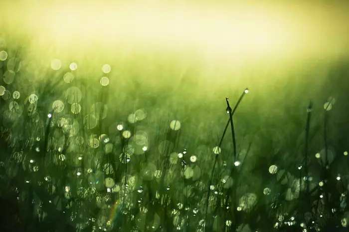 Helles und saftiges Bokeh in den Bildern von Joni Nimel (Joni Nimelä) 10886_11