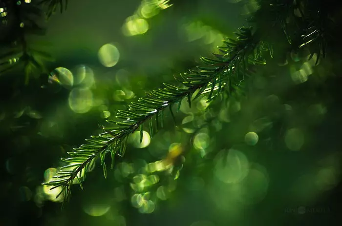 Helles und saftiges Bokeh in den Bildern von Joni Nimel (Joni Nimelä) 10886_5