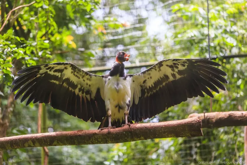 Brazil Bird Paradise dari Anton Petrus (Anton Petrus) 10917_12