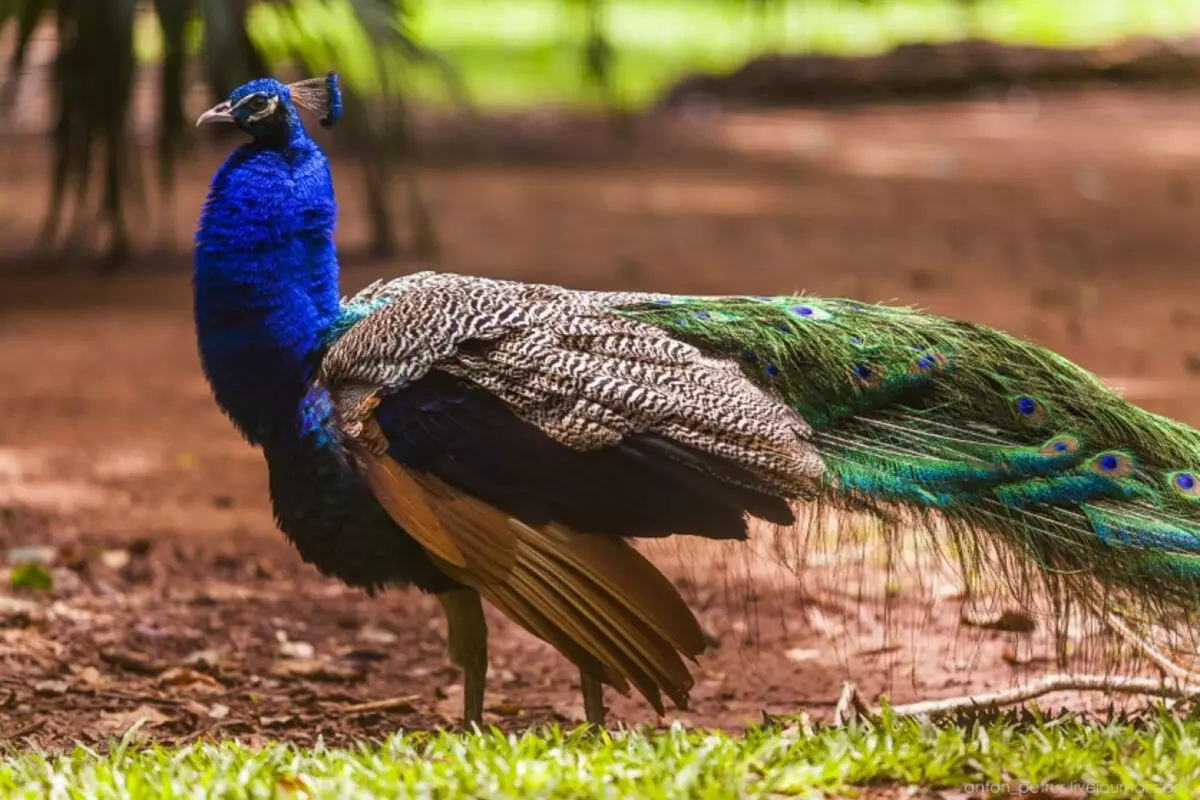 Brazil Bird Paradise dari Anton Petrus (Anton Petrus) 10917_13