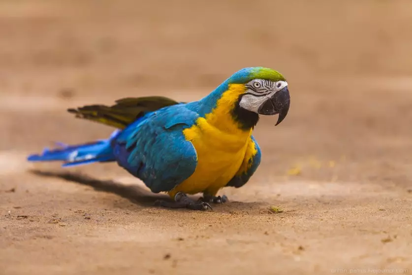 Brazil Bird Paradise dari Anton Petrus (Anton Petrus) 10917_14