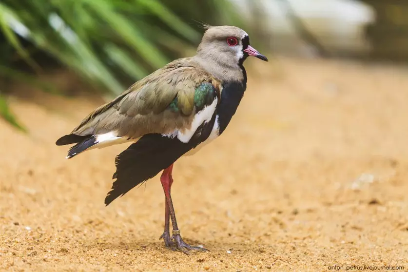 Brazil Bird Paradise dari Anton Petrus (Anton Petrus) 10917_2