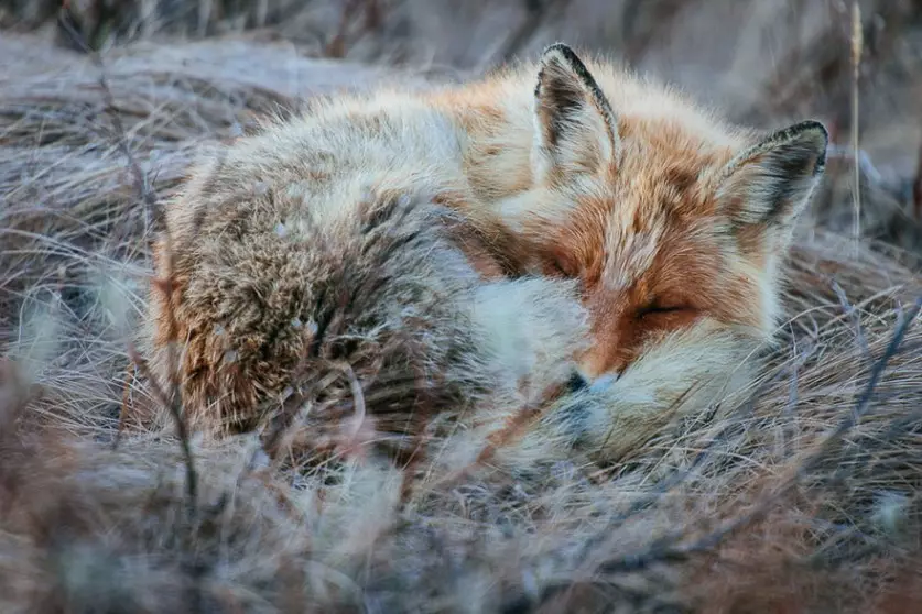 Foxes - ivan ایسڈ تصویر سے بچہ ماڈل 11244_1