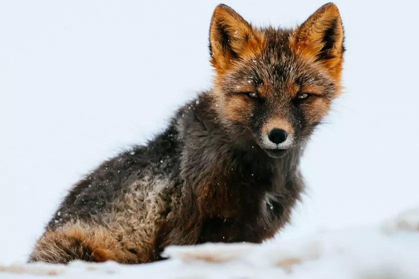 Foxes - ivan ایسڈ تصویر سے بچہ ماڈل 11244_12