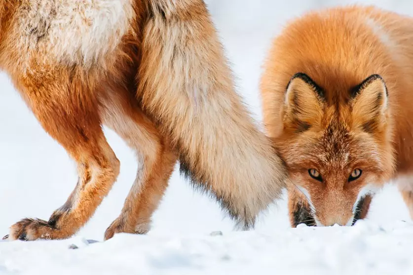 Foxes - ivan ایسڈ تصویر سے بچہ ماڈل 11244_13