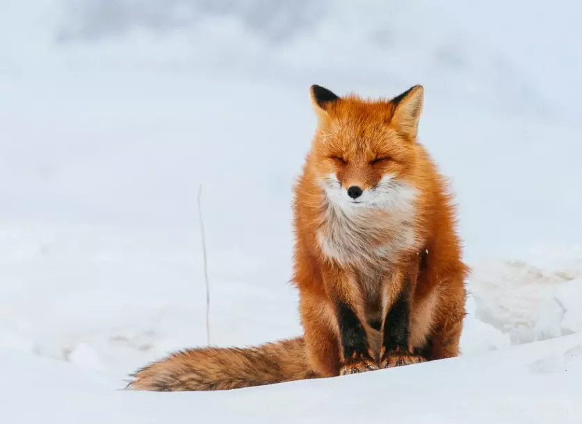 Foxes - ivan ایسڈ تصویر سے بچہ ماڈل 11244_14