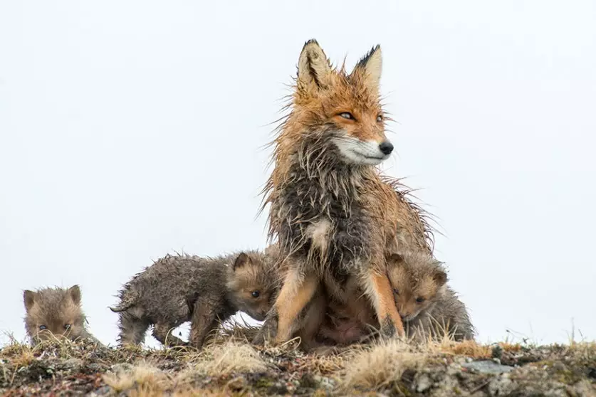 Foxes - ivan ایسڈ تصویر سے بچہ ماڈل 11244_15