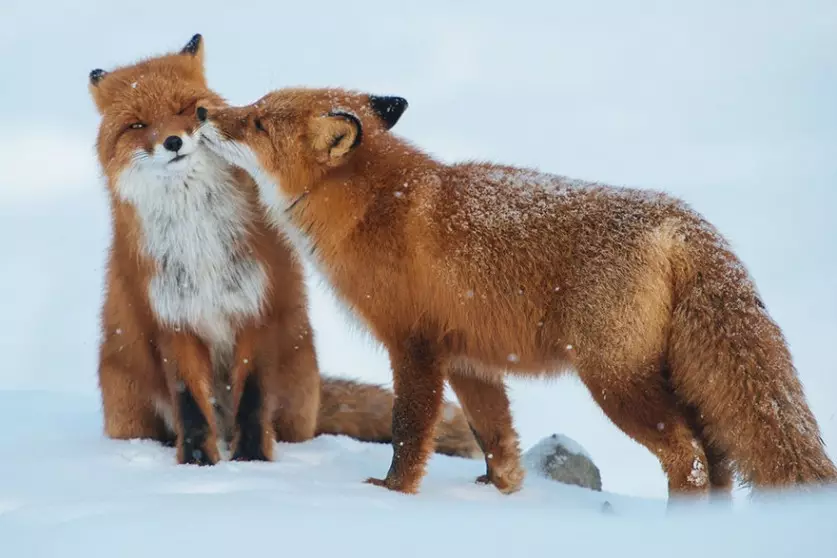 Foxes - ivan ایسڈ تصویر سے بچہ ماڈل 11244_17