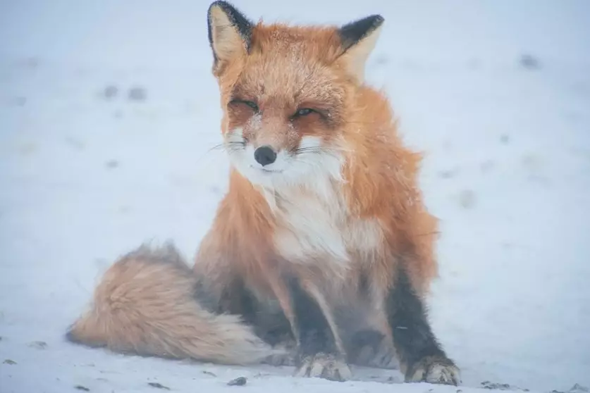 Foxes - ivan ایسڈ تصویر سے بچہ ماڈل 11244_18