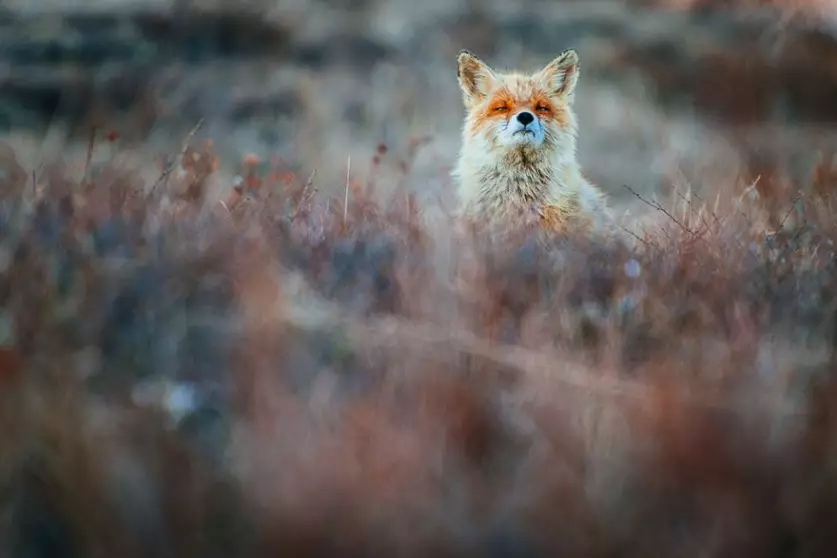 Foxes - ivan ایسڈ تصویر سے بچہ ماڈل 11244_2