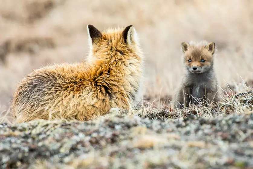 Foxes - ivan ایسڈ تصویر سے بچہ ماڈل 11244_4