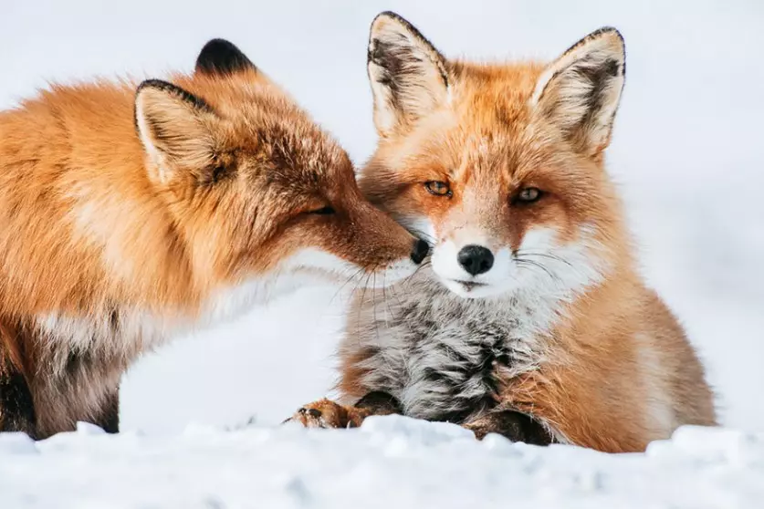 Foxes - ivan ایسڈ تصویر سے بچہ ماڈل 11244_6