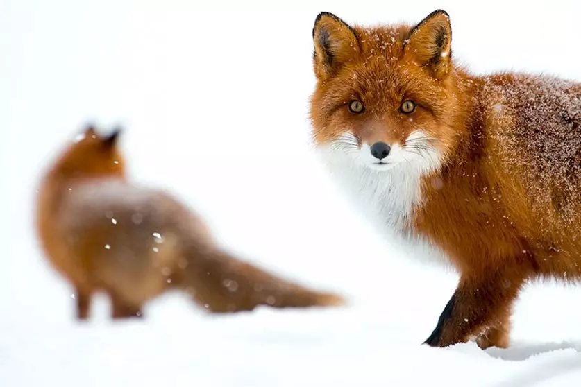 Foxes - ivan ایسڈ تصویر سے بچہ ماڈل 11244_8