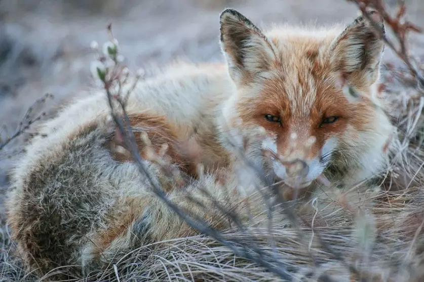 Foxes - ivan ایسڈ تصویر سے بچہ ماڈل 11244_9