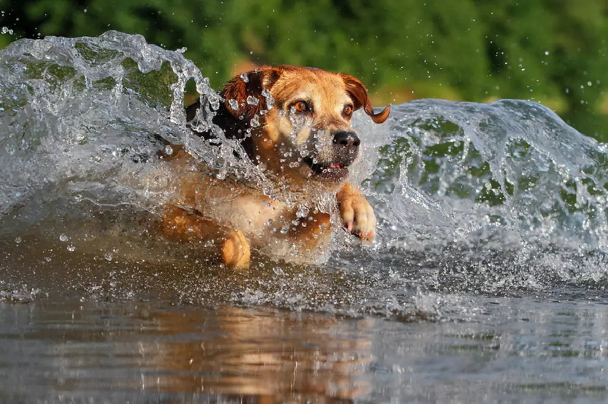 Kung nagdasig sila sa mga splashes;)) Pagdasig! 11288_16