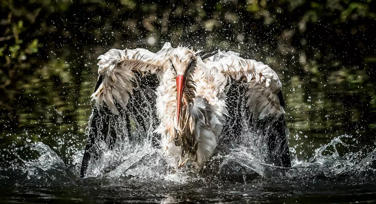 Kung nagdasig sila sa mga splashes;)) Pagdasig! 11288_22