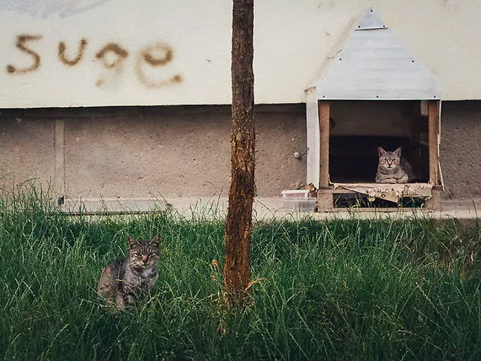 Забавни котки, живеещи сами. Фотограф Хайду Тамас (Хайду Тамас) 11301_10