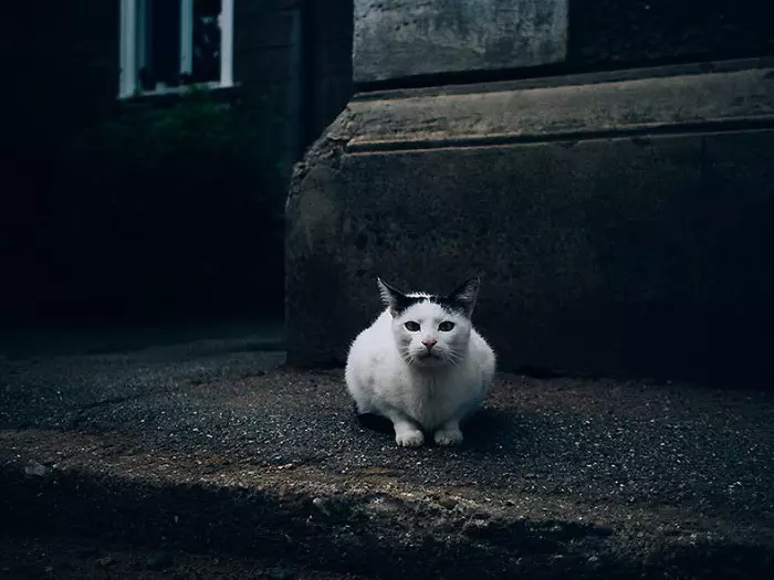 Chat komik k ap viv nan tèt yo. Fotograf Hajdu Tamás (Hajdu Tamás) 11301_11