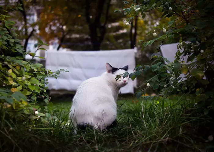 Chat komik k ap viv nan tèt yo. Fotograf Hajdu Tamás (Hajdu Tamás) 11301_13