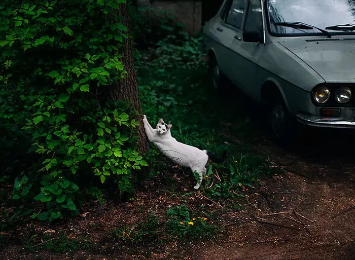 Забавни котки, живеещи сами. Фотограф Хайду Тамас (Хайду Тамас) 11301_14