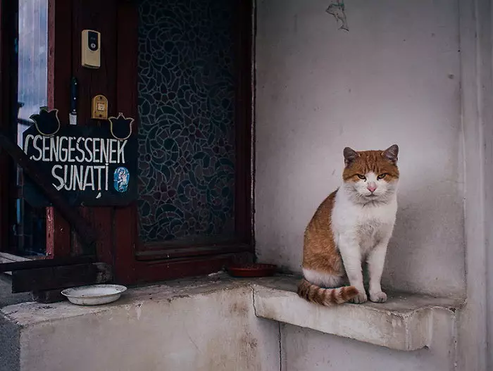 Chat komik k ap viv nan tèt yo. Fotograf Hajdu Tamás (Hajdu Tamás) 11301_19