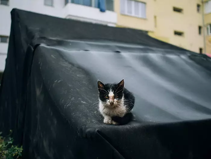 Забавни котки, живеещи сами. Фотограф Хайду Тамас (Хайду Тамас) 11301_3