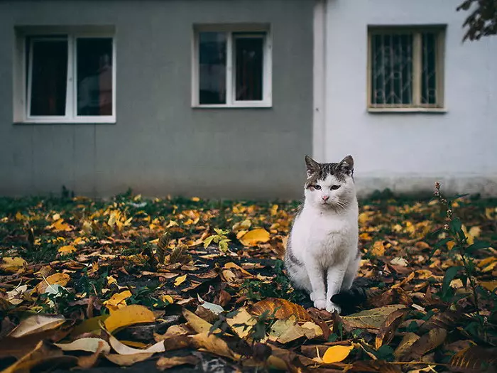 Забавни котки, живеещи сами. Фотограф Хайду Тамас (Хайду Тамас) 11301_4