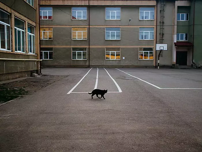 Забавни котки, живеещи сами. Фотограф Хайду Тамас (Хайду Тамас) 11301_5