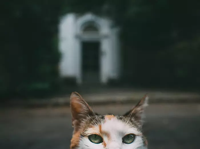 Chat komik k ap viv nan tèt yo. Fotograf Hajdu Tamás (Hajdu Tamás) 11301_6