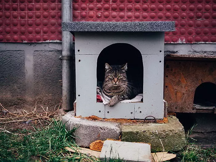 Забавни котки, живеещи сами. Фотограф Хайду Тамас (Хайду Тамас) 11301_7