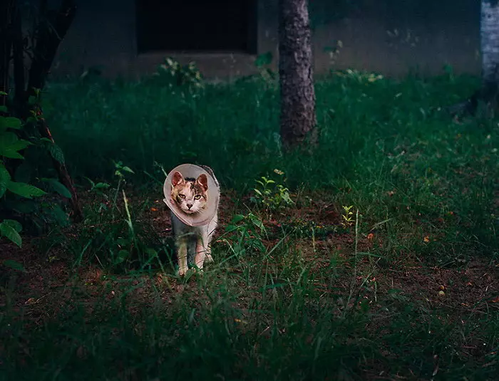 Забавни котки, живеещи сами. Фотограф Хайду Тамас (Хайду Тамас) 11301_9