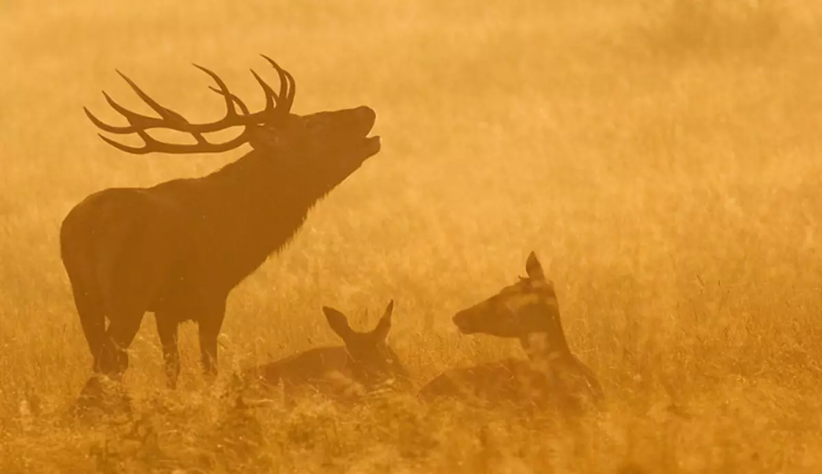 Magic Deer Richmond Park，倫敦。攝影師Sam Coppard（Sam Coppard） 11309_11