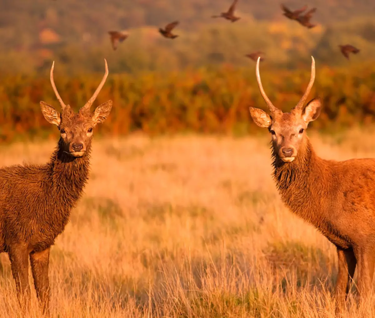 Magic Deer Richmond Park，倫敦。攝影師Sam Coppard（Sam Coppard） 11309_12