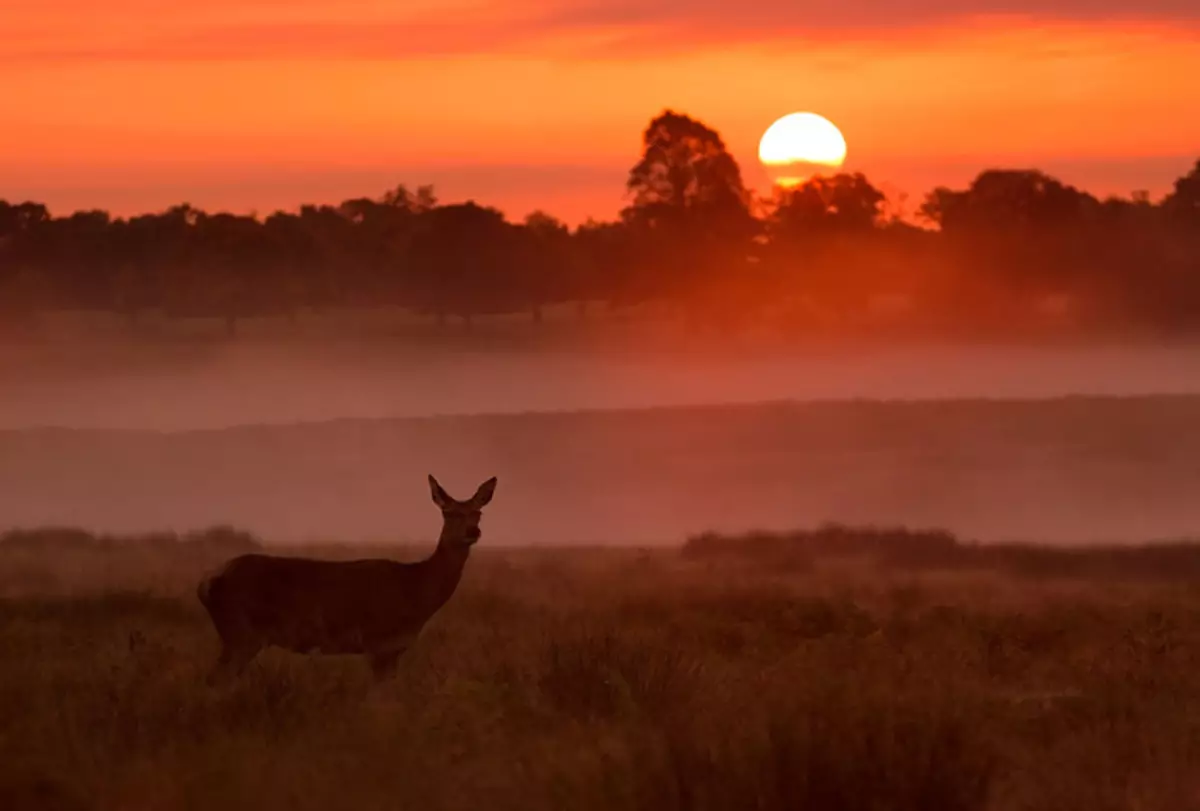 Magic Deer Richmond Park，倫敦。攝影師Sam Coppard（Sam Coppard） 11309_15