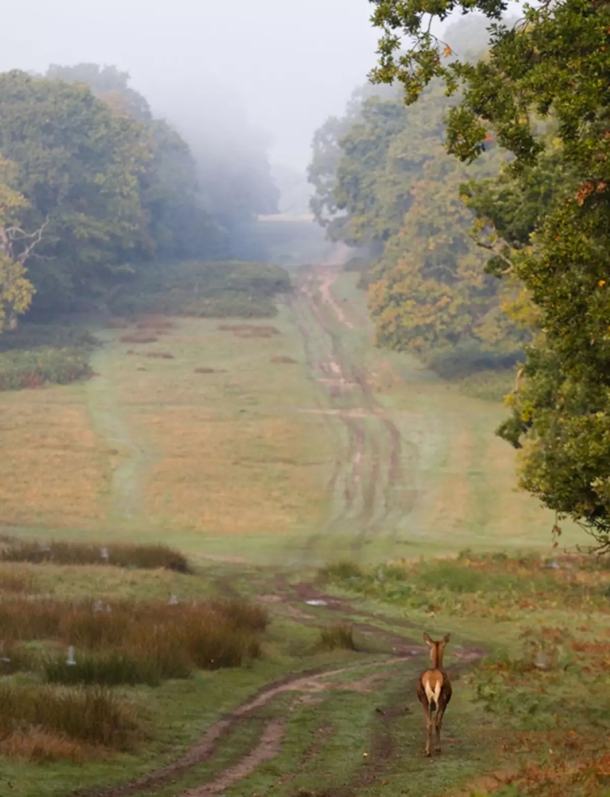 Magic Deer Richmond Park，倫敦。攝影師Sam Coppard（Sam Coppard） 11309_2