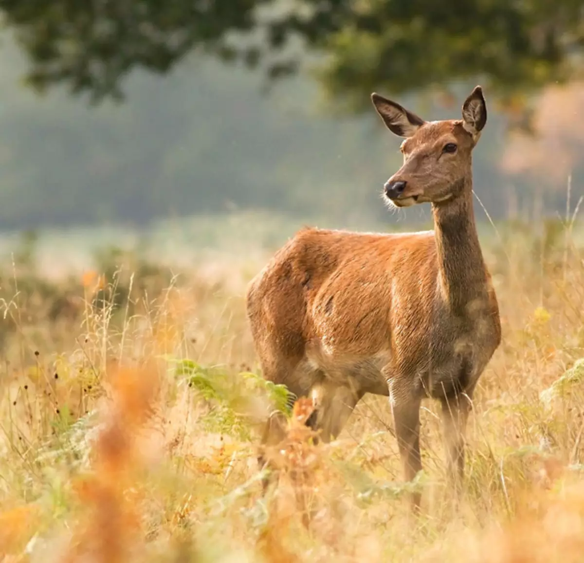 Magic Deer Richmond Park，倫敦。攝影師Sam Coppard（Sam Coppard） 11309_20