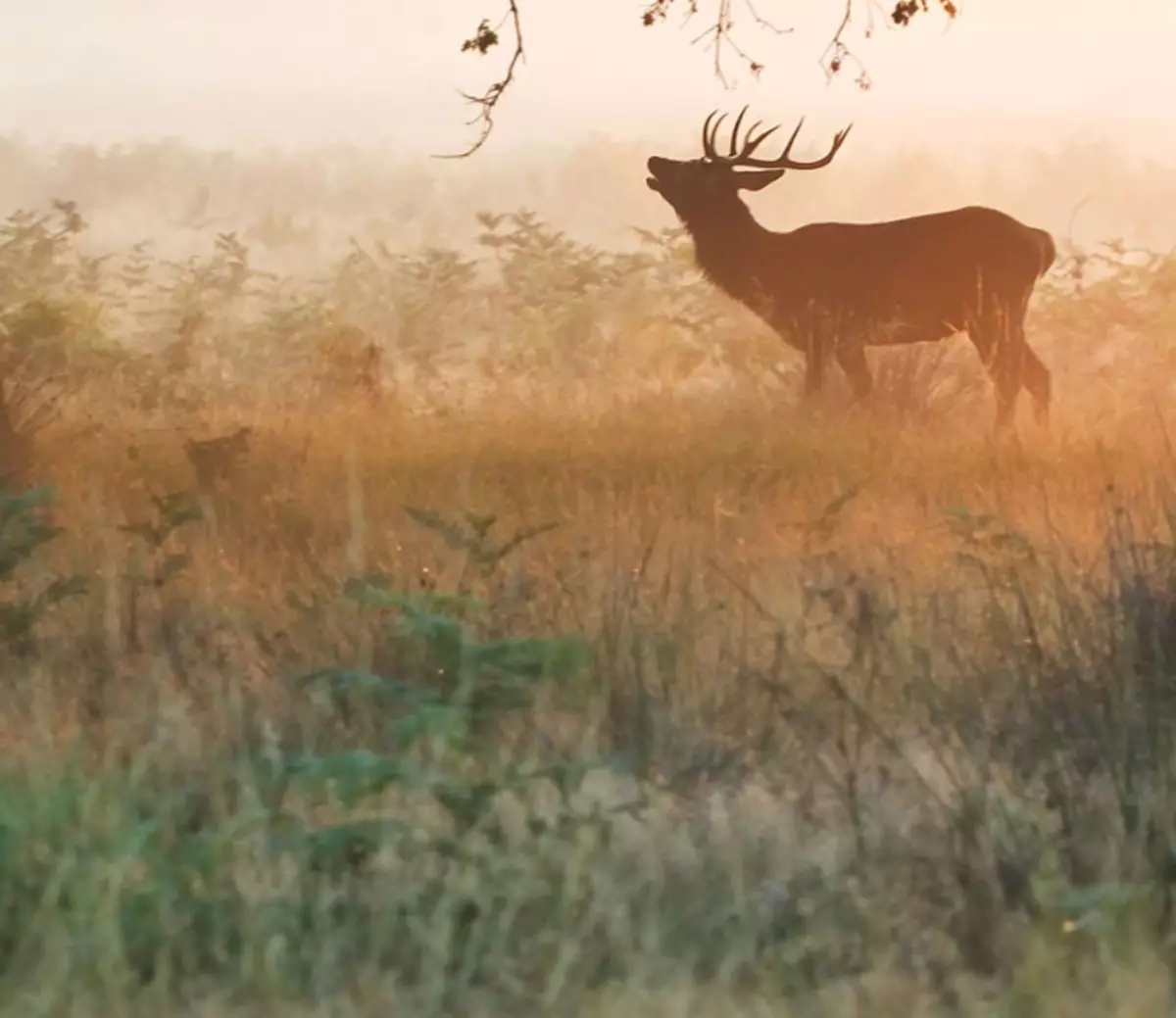 Magic Deer Richmond Park，倫敦。攝影師Sam Coppard（Sam Coppard） 11309_21