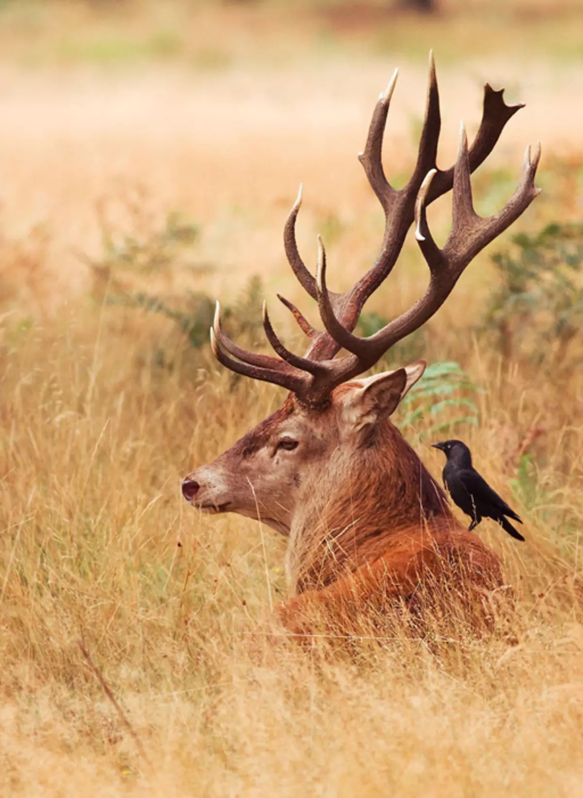 Magic Deer Richmond Park，倫敦。攝影師Sam Coppard（Sam Coppard） 11309_22