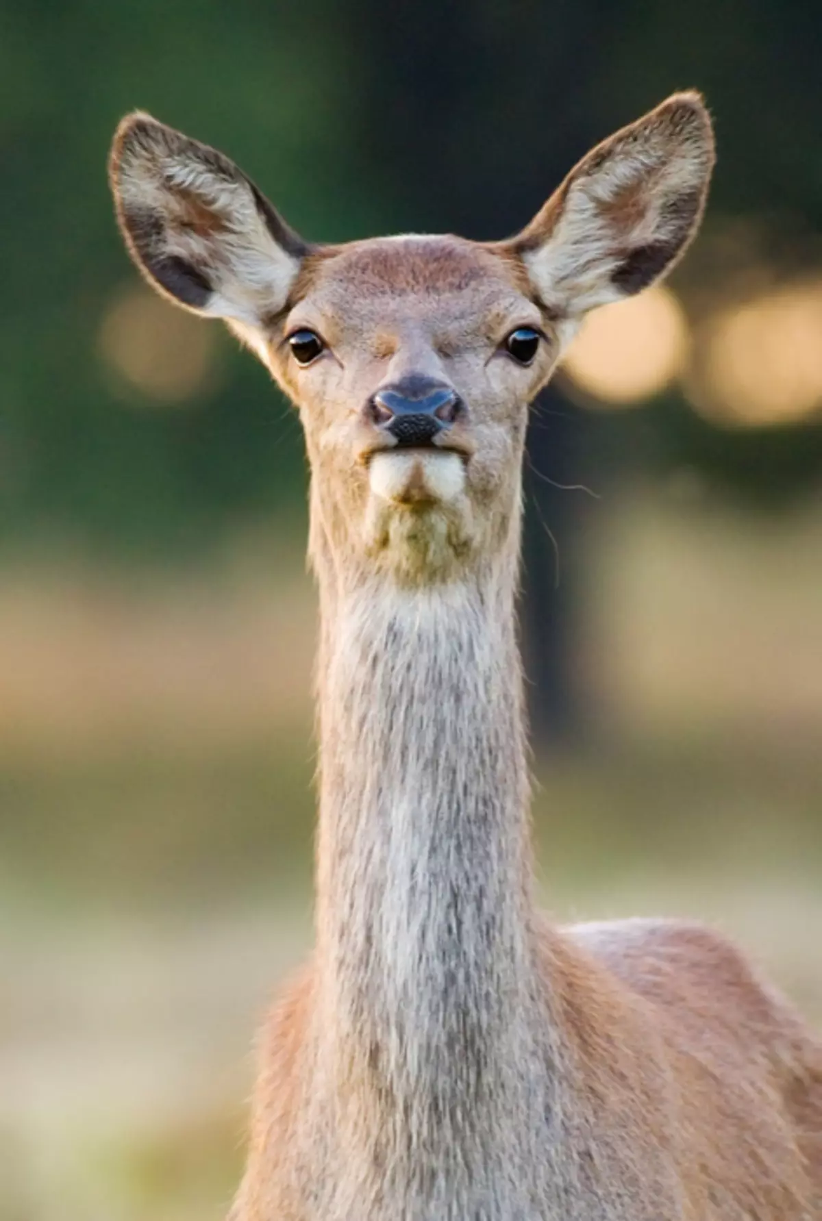 Magic Deer Richmond Park, Londýn. Fotograf Sam Coppard (Sam Coppard) 11309_4