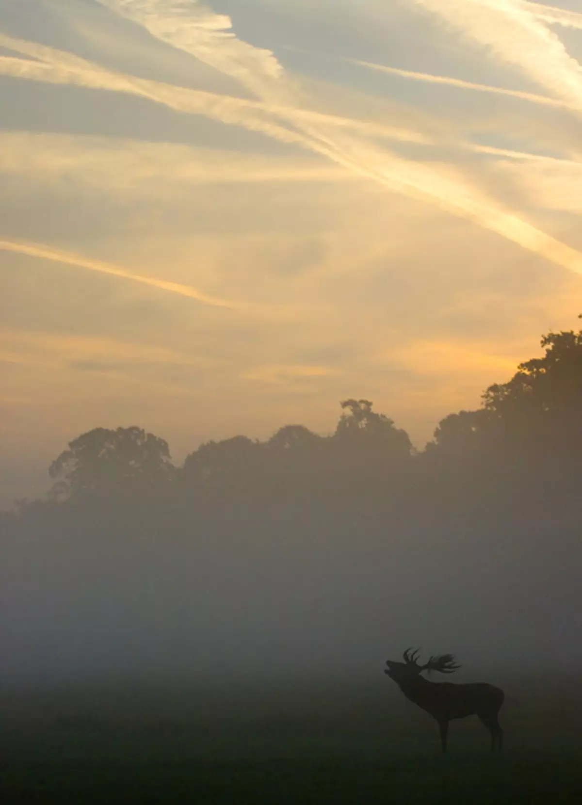 Magic Deer Richmond Park，倫敦。攝影師Sam Coppard（Sam Coppard） 11309_5