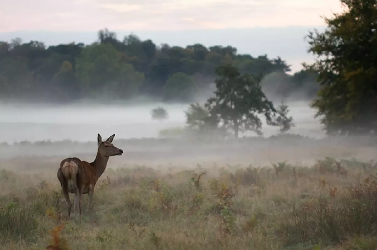 Magic Deer Richmond Park, Londýn. Fotograf Sam Coppard (Sam Coppard) 11309_8