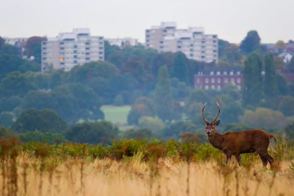 Magic Deer Richmond Park, Londýn. Fotograf Sam Coppard (Sam Coppard) 11309_9