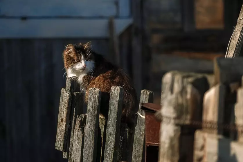 Unique Kenozerier - a place of silence ... photographer Dmitry Kupratsevich 11335_5