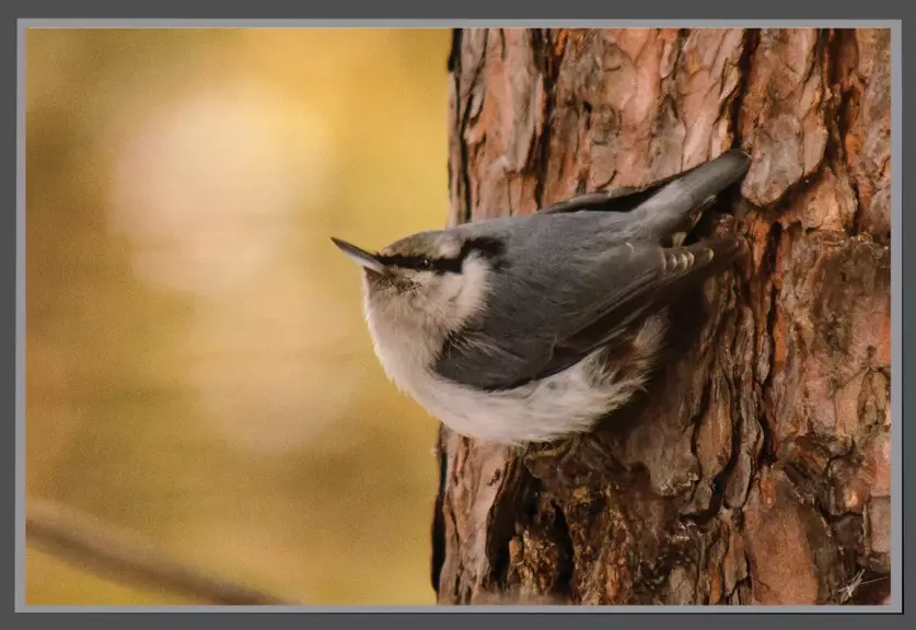 nuthatch.