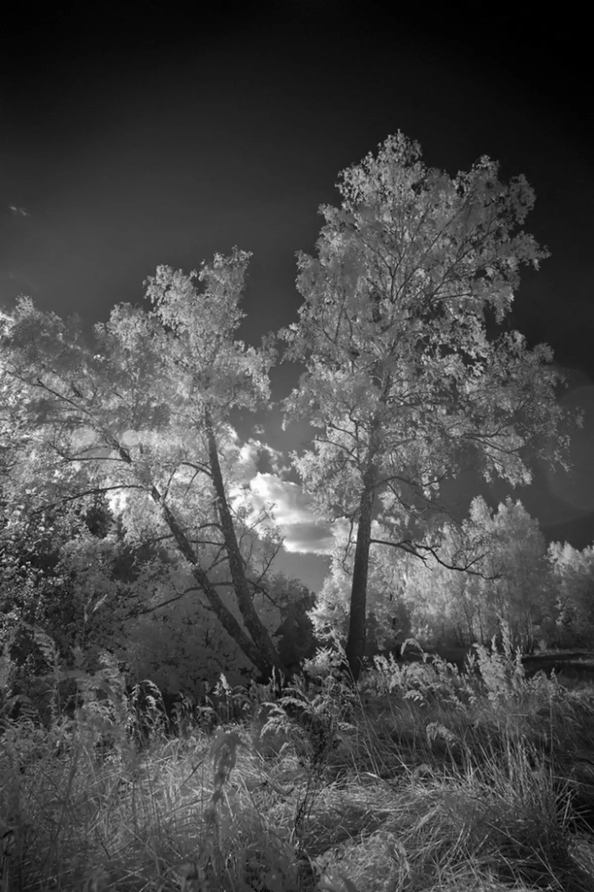 Iwwerraschend, schéin an ongewéinlech;)) Infrared Natur aus Andrei Ermolaeva 11485_1