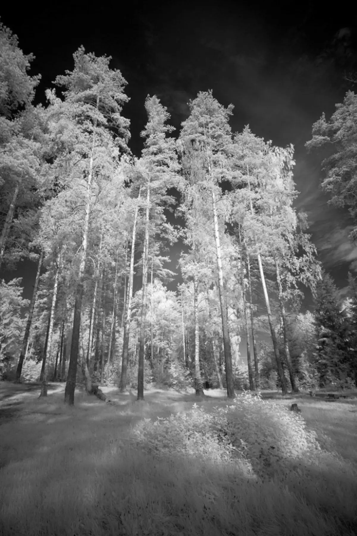 Iwwerraschend, schéin an ongewéinlech;)) Infrared Natur aus Andrei Ermolaeva 11485_2